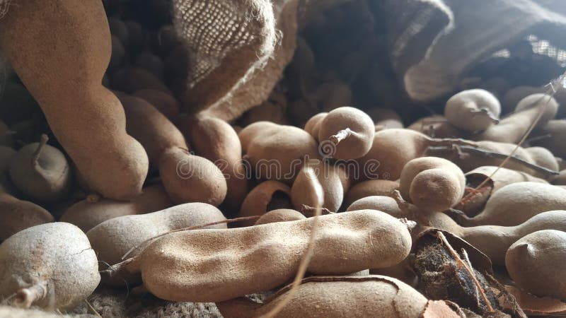 Tamarind with Shell and Sack Stock Image - Image of tamarind, wood ...