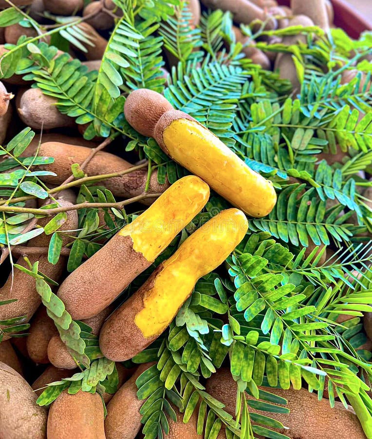 Tamarind, Sweet Tamarind, Ripe Tamarind, Thai Fruit Stock Image - Image ...