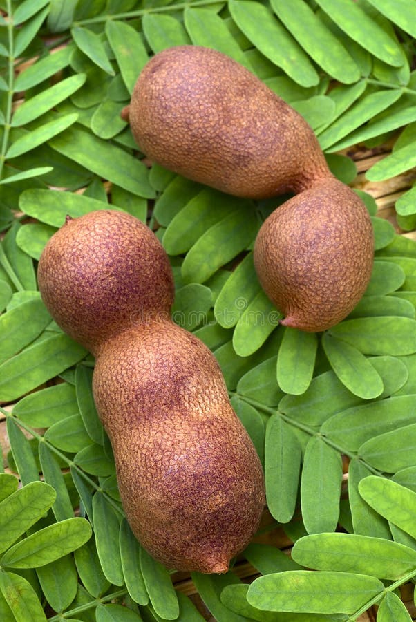 Two Tamarind Pods (Tamarindus Indica) Stock Image - Image of leaf ...