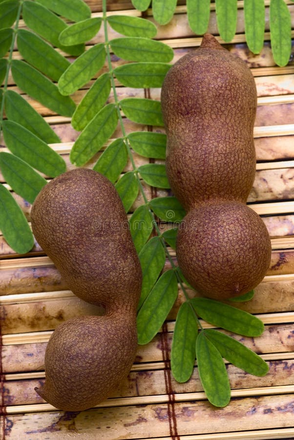 Two Tamarind Pods (Tamarindus Indica) Stock Image - Image of leaf ...