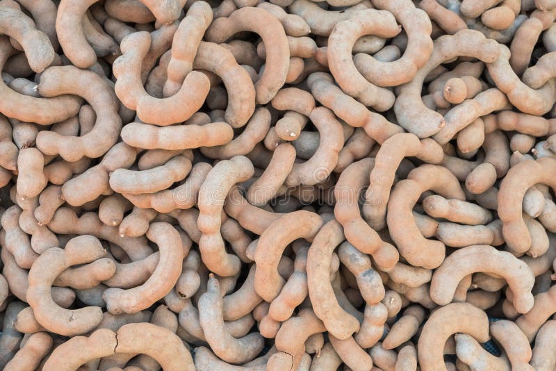 Tamarind stock image. Image of juicy, nature, ingredient - 161124675