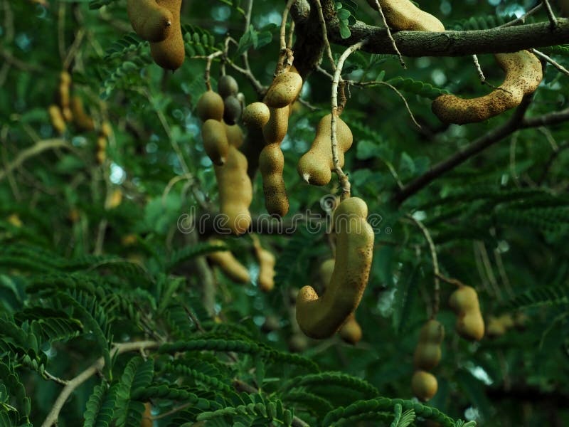 Tamarind on tree stock photo. Image of tree, close, nature - 82610906