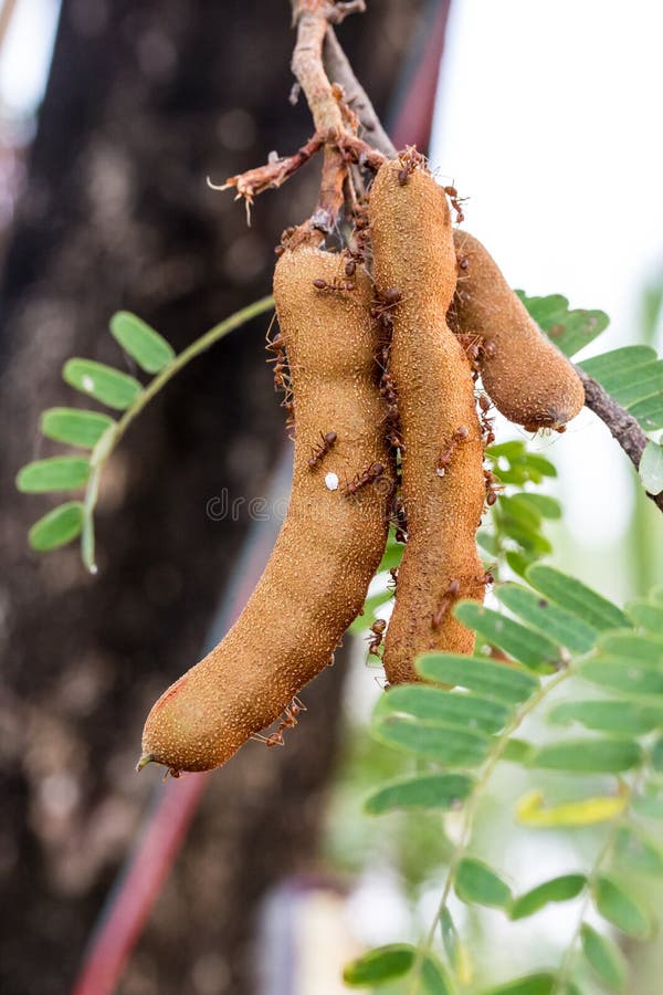 Tamarind Tree and Ants Live. Stock Photo - Image of close, green: 51067446