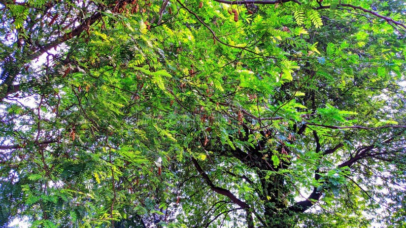The Tamarind Tree is Bearing Fruit Heavily Stock Image - Image of green ...