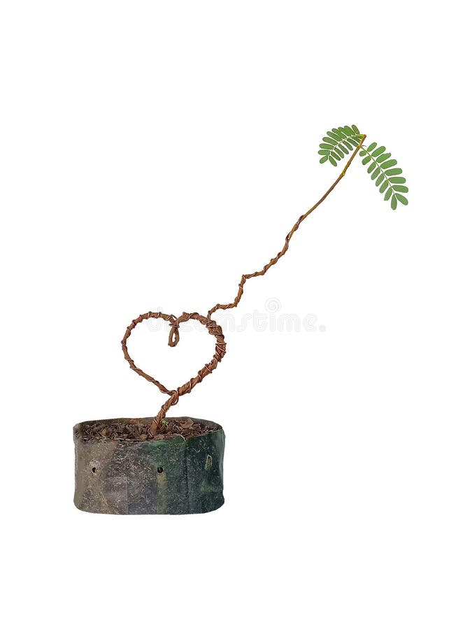 The Tamarind Tree is Bent into the Shape of a Heart Stock Image - Image ...