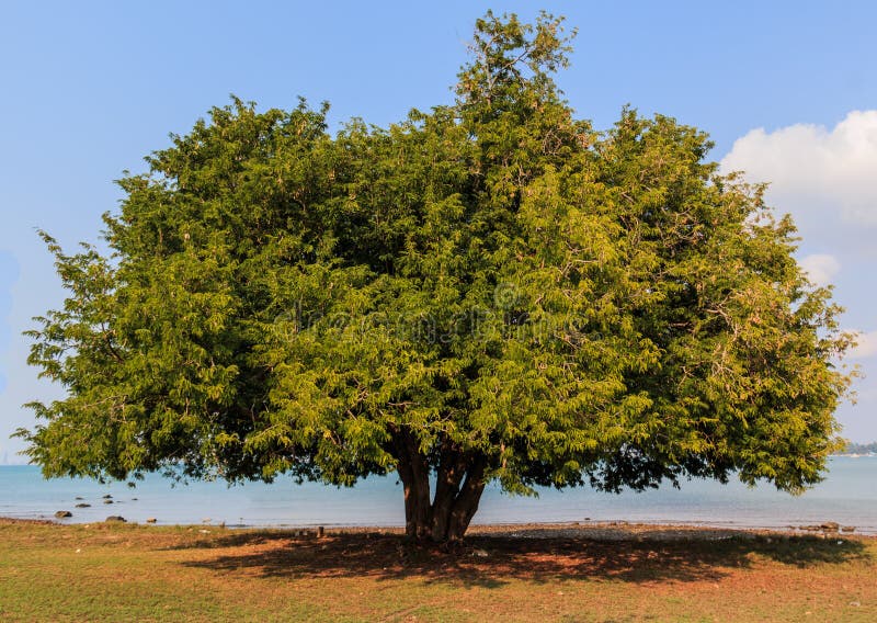 Tamarind tree stock photo. Image of leaf, natural, environment - 38652010