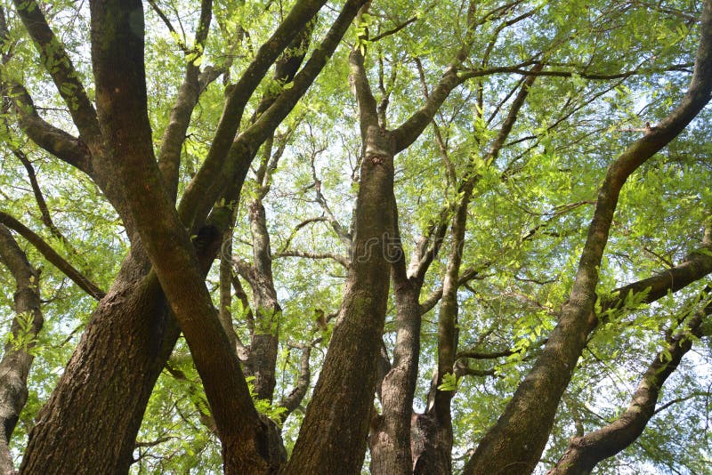Tamarind tree stock image. Image of forest, tree, leaf - 93276795