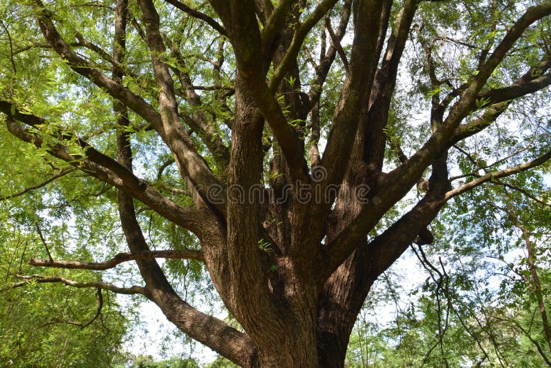 Tamarind tree stock photo. Image of tamarind, branches - 93409358