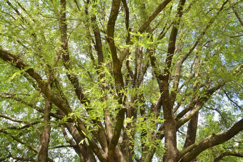 Tamarind tree stock photo. Image of tamarind, vegetation - 93409878