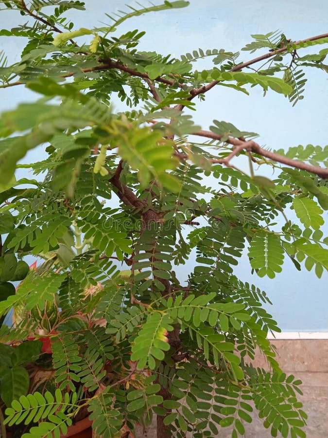 Tamarind tree bonsai stock photo. Image of tree, plants - 282018704