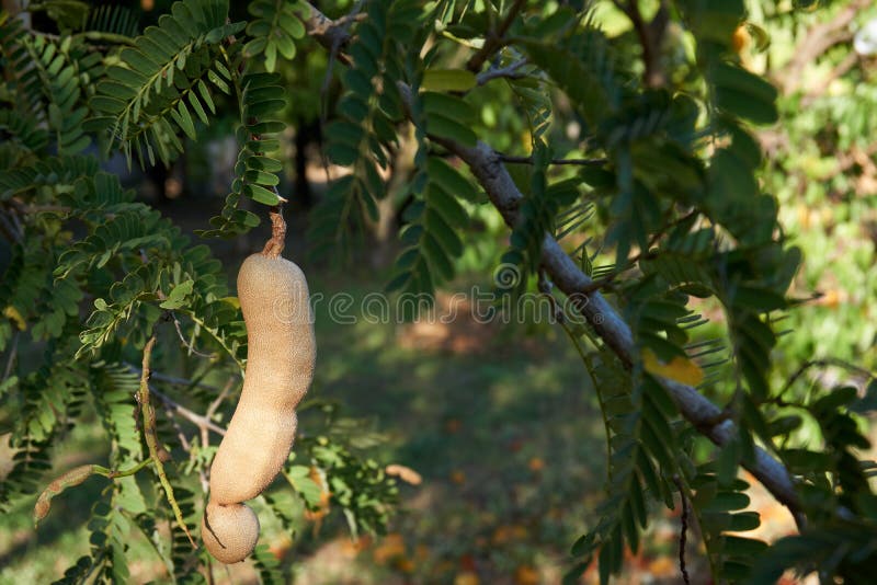 Tamarind on tree branch stock photo. Image of tamarindus - 62361218