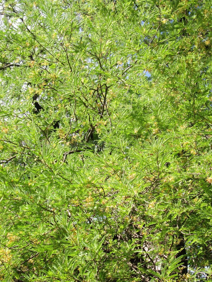 Tamarind Branches with Its Flowers and Young Fruits Stock Photo - Image ...