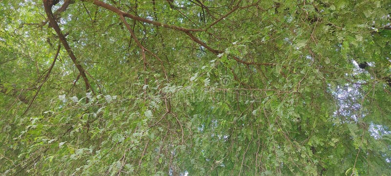 Tamarind Tree Branches in September Month Stock Photo - Image of ...