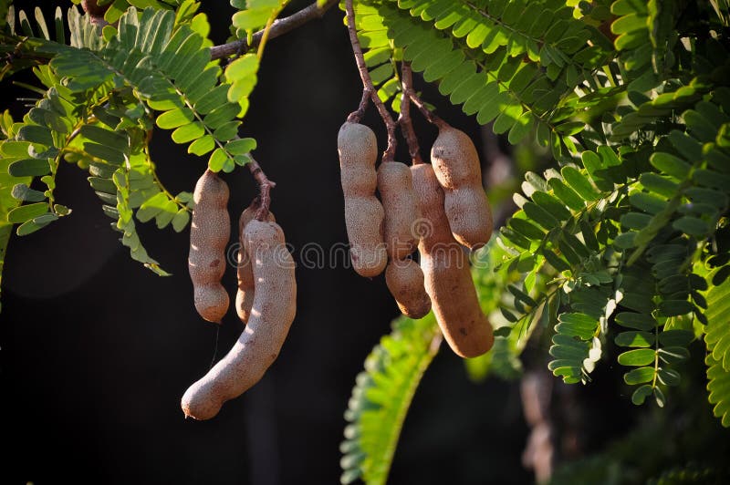 1,767 Beautiful Tamarind Tree Stock Photos - Free & Royalty-Free Stock ...