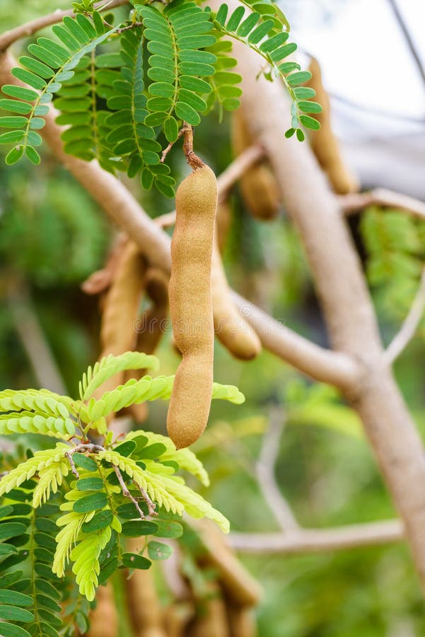Tamarind on tree stock photo. Image of healthy, ingredient - 90794588