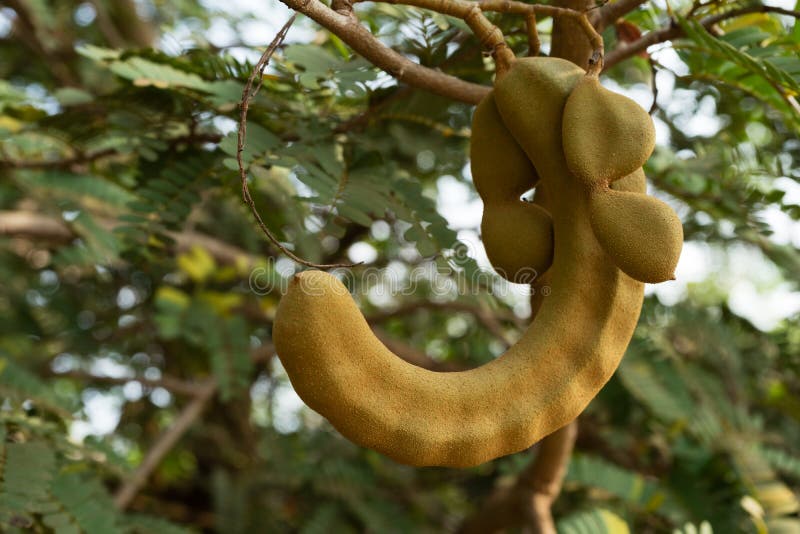 Tamarind Tree Tropical Fruit - Ripe Tamarind on Tree with Leaves in ...