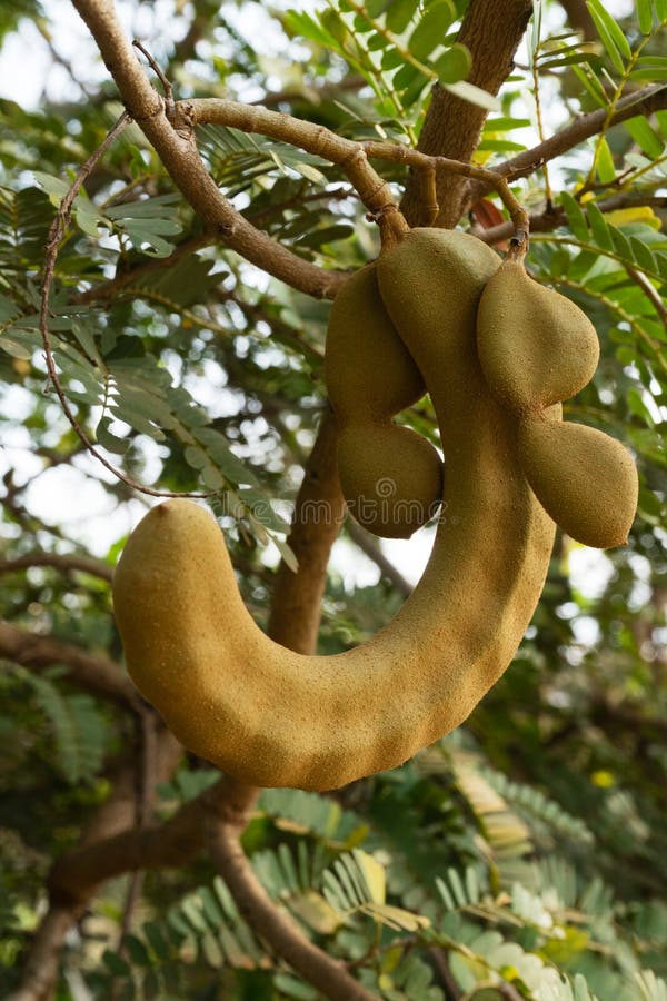 Tamarind tree texture stock photo. Image of trunk, texture - 319753422