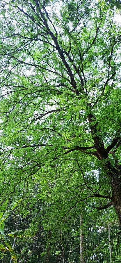 Tamarind Tree with Full Green Stock Photo - Image of jungle, grove ...