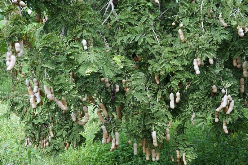 Tamarind tree stock photo. Image of organic, ripe, leaf - 47028216