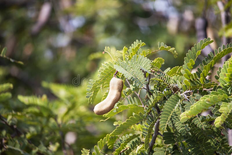 Tamarind on the Tree in the Garden Stock Image - Image of fresh, branch ...