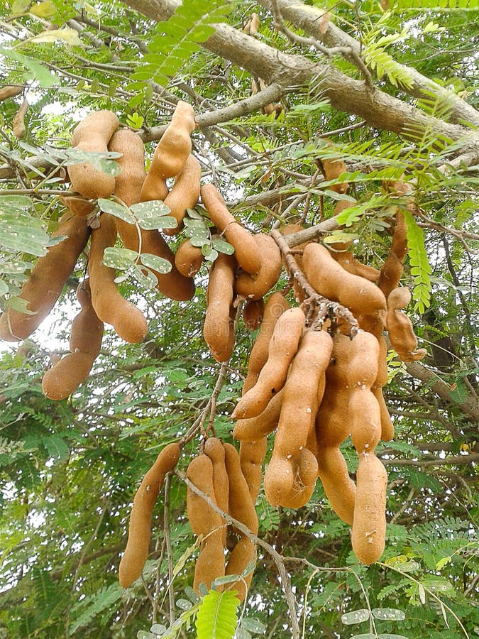 Tamarind Tree,Thai Fruit Is Sour And Used To Food Ingredient, Stock ...