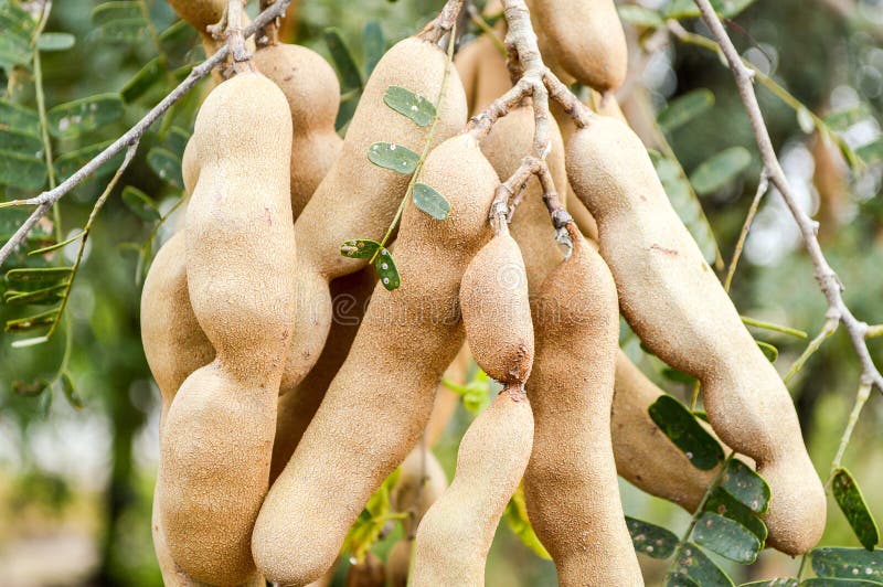 Tamarind tree in garden stock photo. Image of tree, branch - 119381540