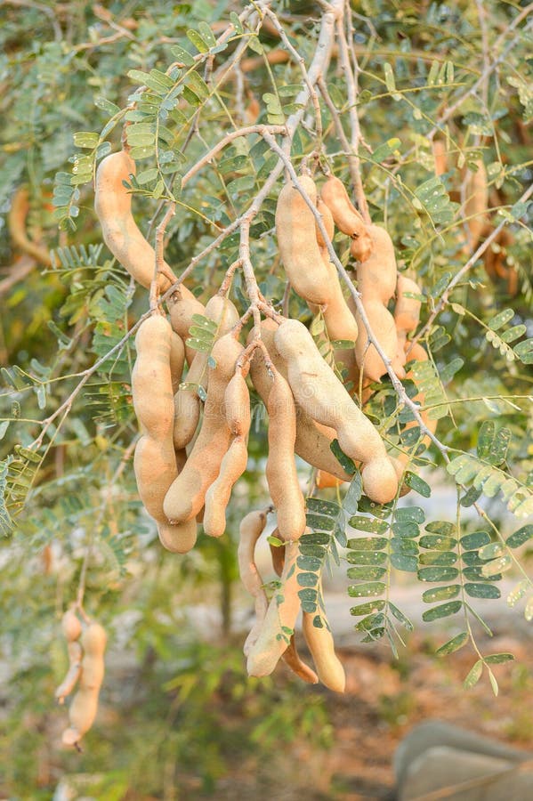 Tamarind tree in garden stock photo. Image of natural - 110905572