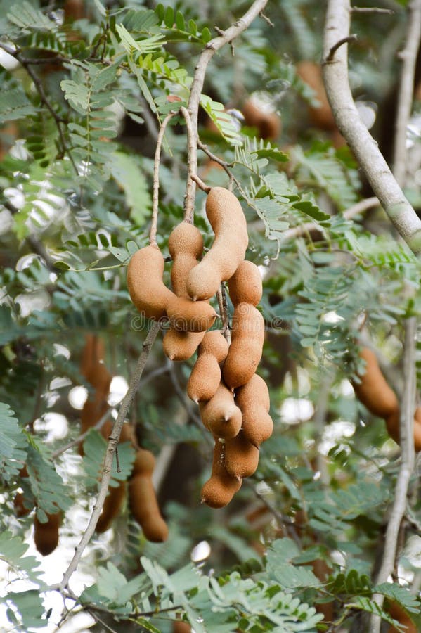 Tamarind tree in garden stock image. Image of forest - 63991823