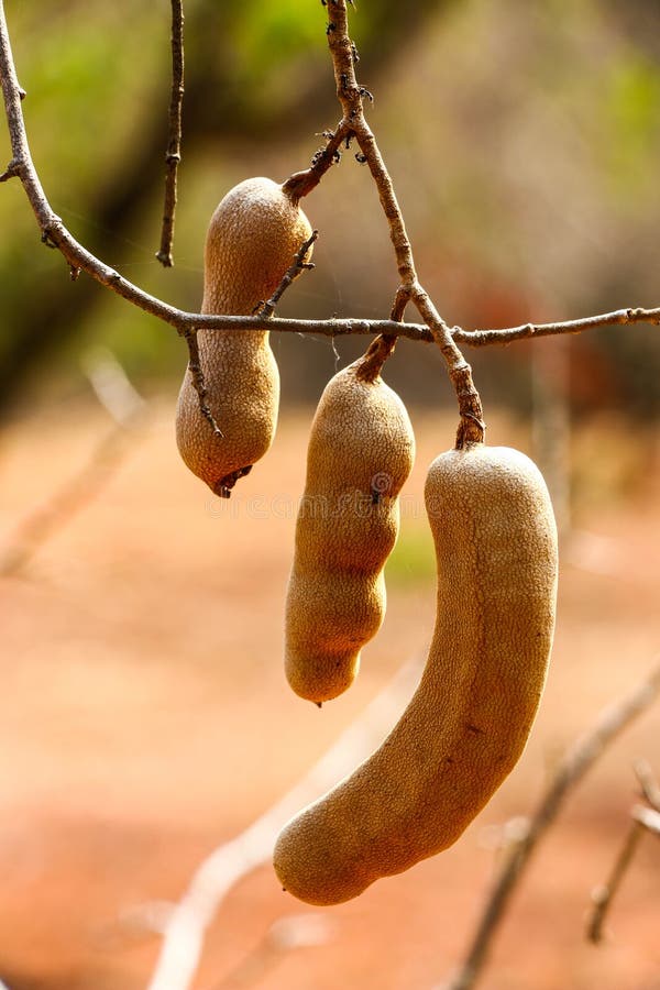 Tamarind on tree stock image. Image of road, tropical - 38861711