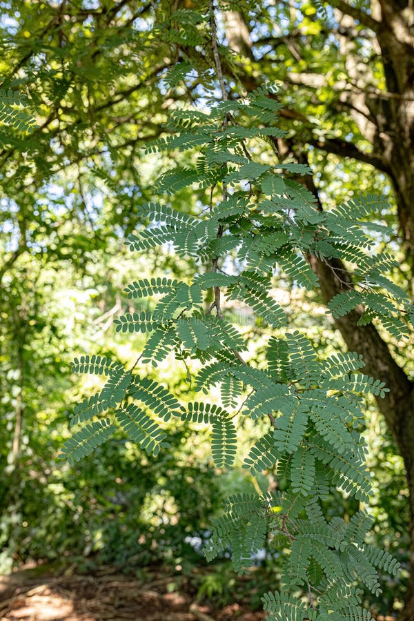 Tamarind Tree Leaves stock image. Image of green, nature - 315943145