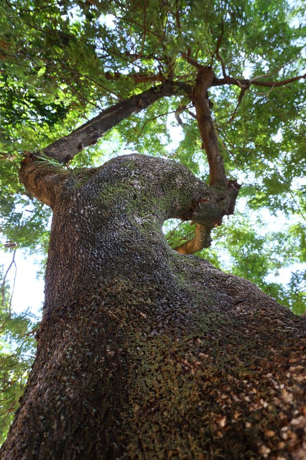 Tamarind Tree Look Like Human Body Stock Photos - Free & Royalty-Free ...