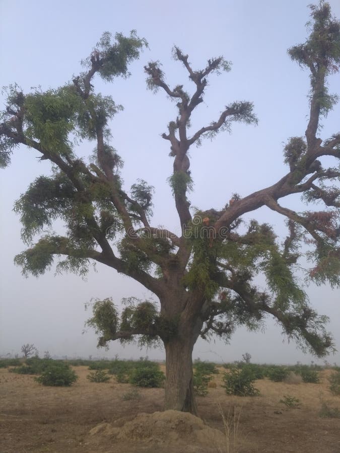 Tamarind Tree in the Sahara, Northern Nigeria Stock Image - Image of ...