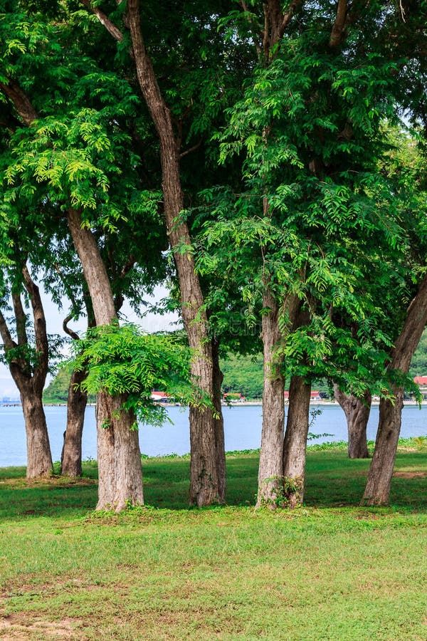 Tamarind tree texture stock photo. Image of trunk, texture - 319753422