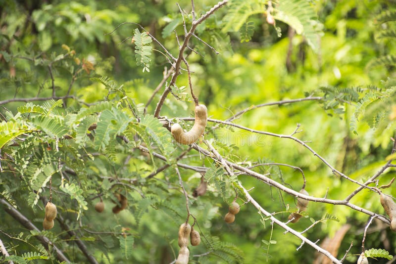 Tamarind on Tree. Sour Taste Fruit. Stock Photo - Image of cooking ...