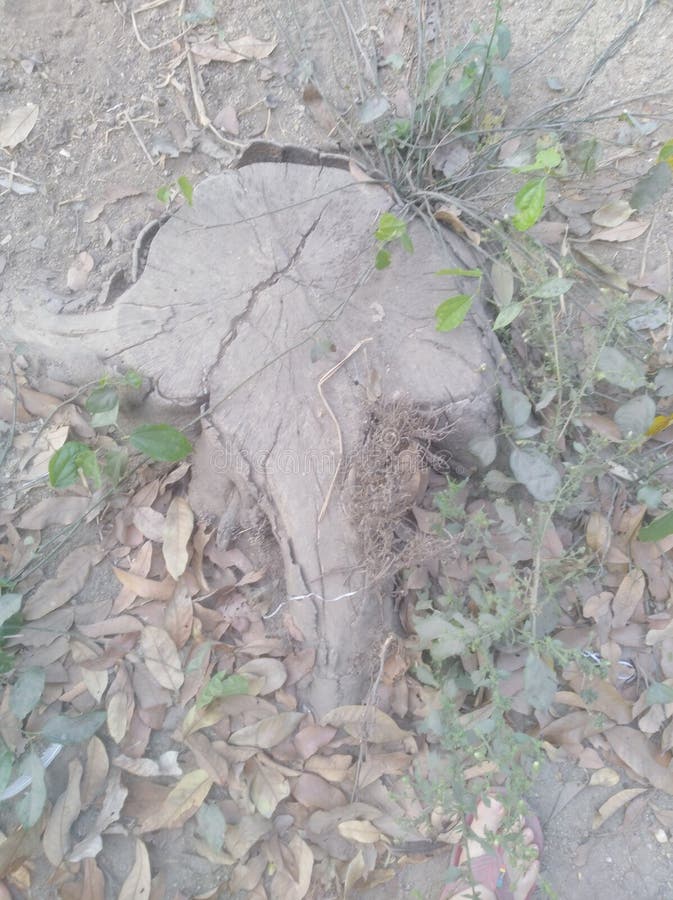 Tamarind tree stump stock photo. Image of beautiful - 175077614