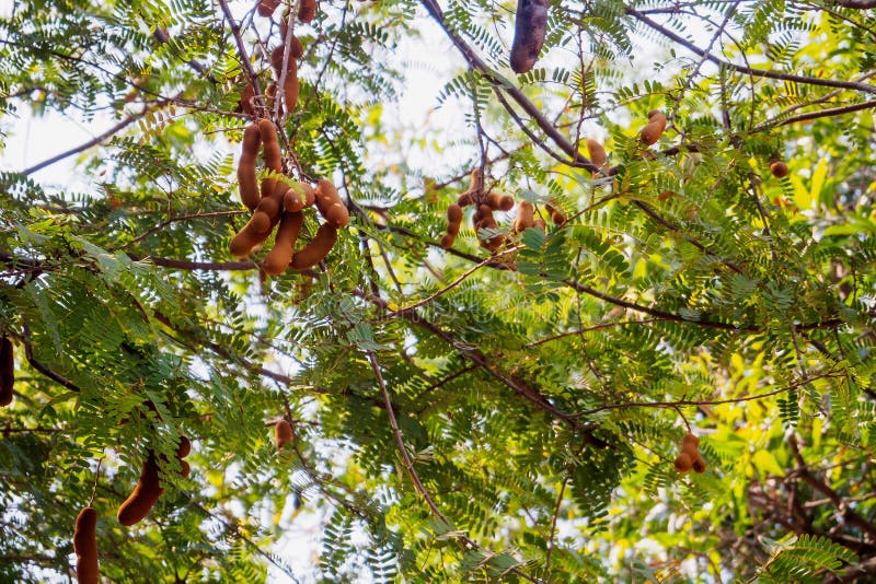 Tamarind on tree stock photo. Image of nutrition, food - 99417510
