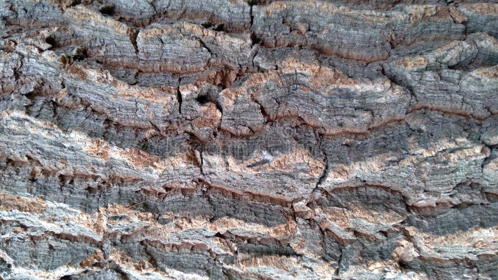 Tamarind tree texture stock photo. Image of shot, natural - 319753408