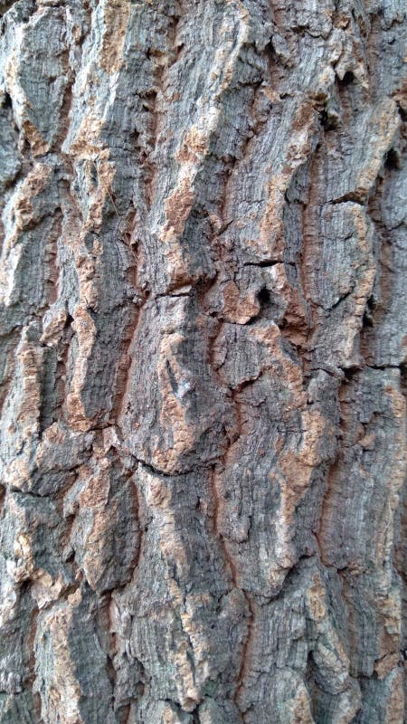 Tamarind tree texture stock photo. Image of trunk, texture - 319753422