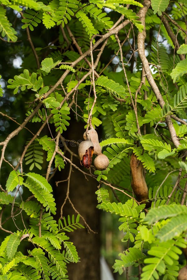 Tamarind on the tree stock image. Image of freshness - 58898985