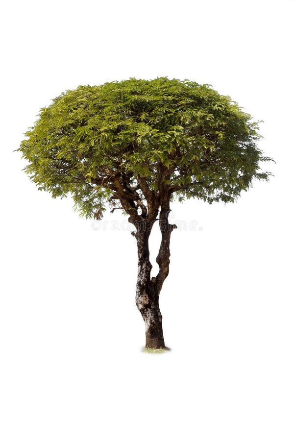 1,753 Beautiful Tamarind Tree Stock Photos - Free & Royalty-Free Stock ...