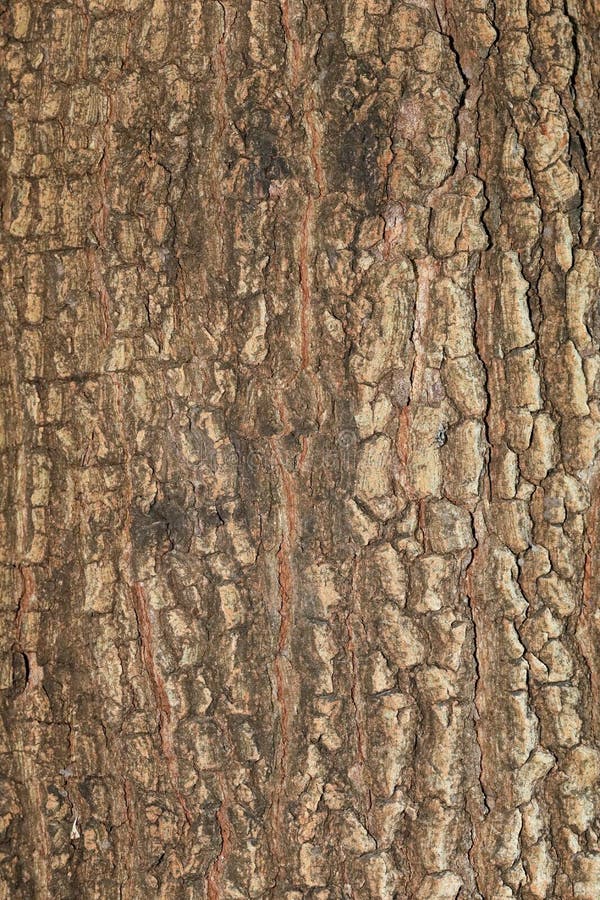 The Tamarind Tree Wood Texture Skin for Nature Background Stock Photo ...