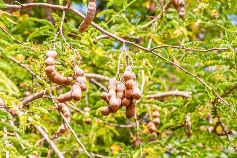 Tamarind on Trees Nature Plant Stock Photo - Image of asian, green ...