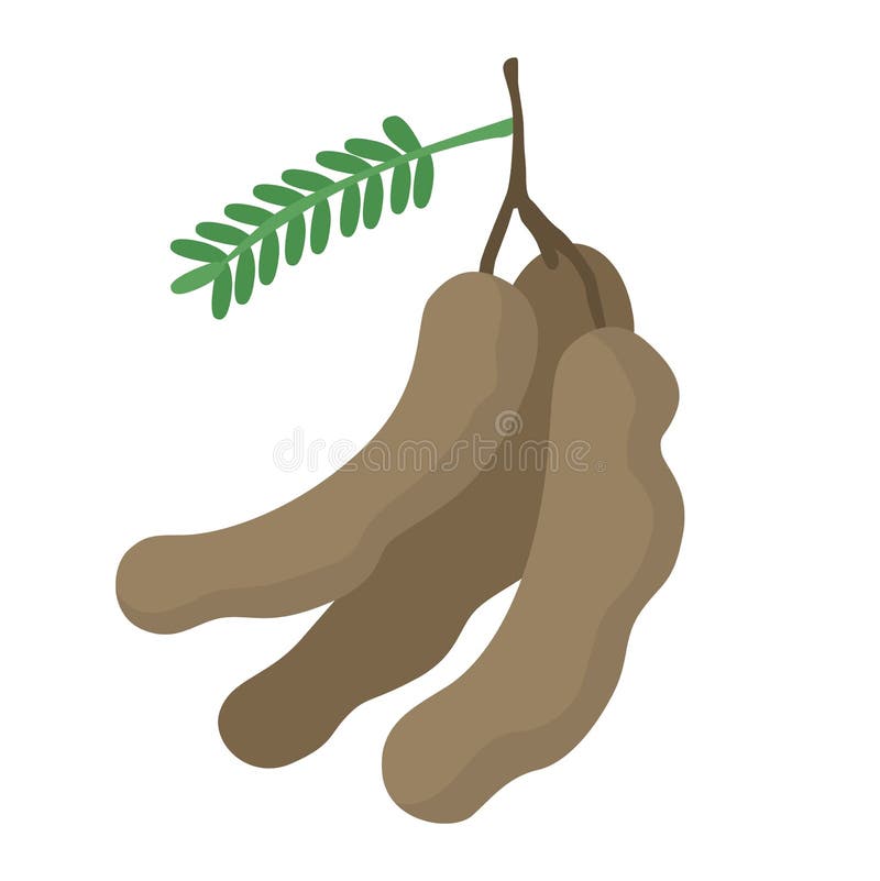 Tamarind Vector Isolated on White Stock Vector - Illustration of sweet ...