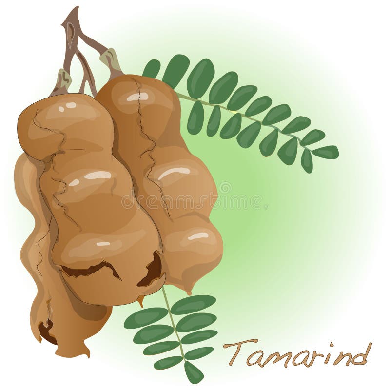 Tamarind Stock Illustrations – 5,769 Tamarind Stock Illustrations ...