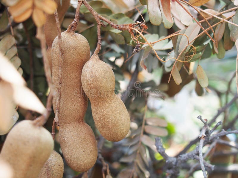 Tamarind Sticker Stock Photos - Free & Royalty-Free Stock Photos from ...