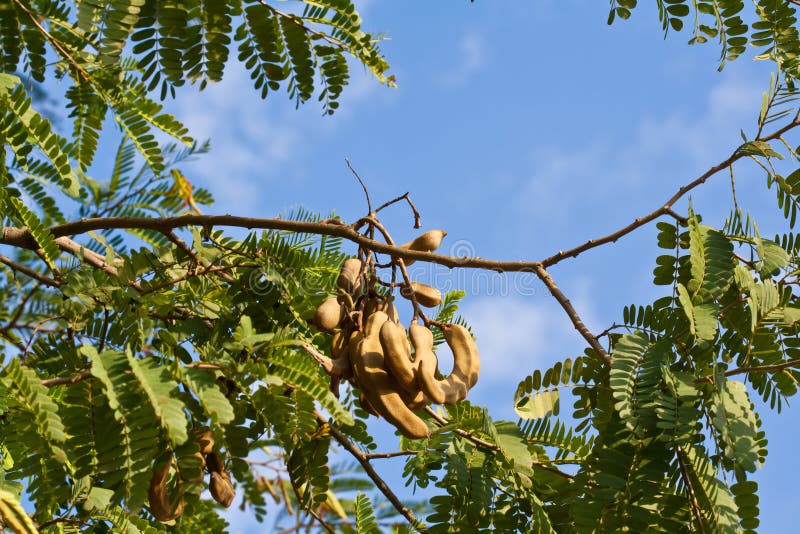 Tamarindeboom stock afbeelding. Image of schijfjes, kruid - 48850283