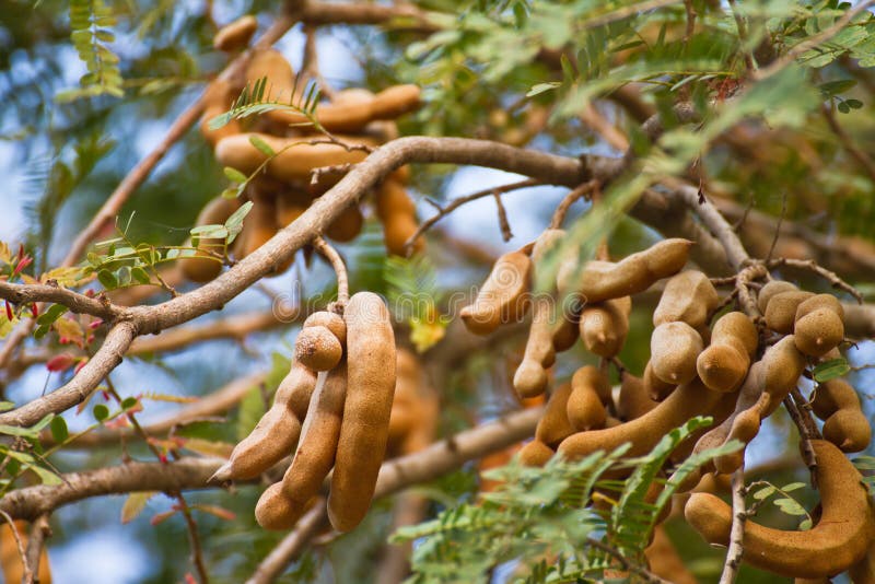 Tamarinde stock afbeelding. Image of koken, gezondheid - 23988173