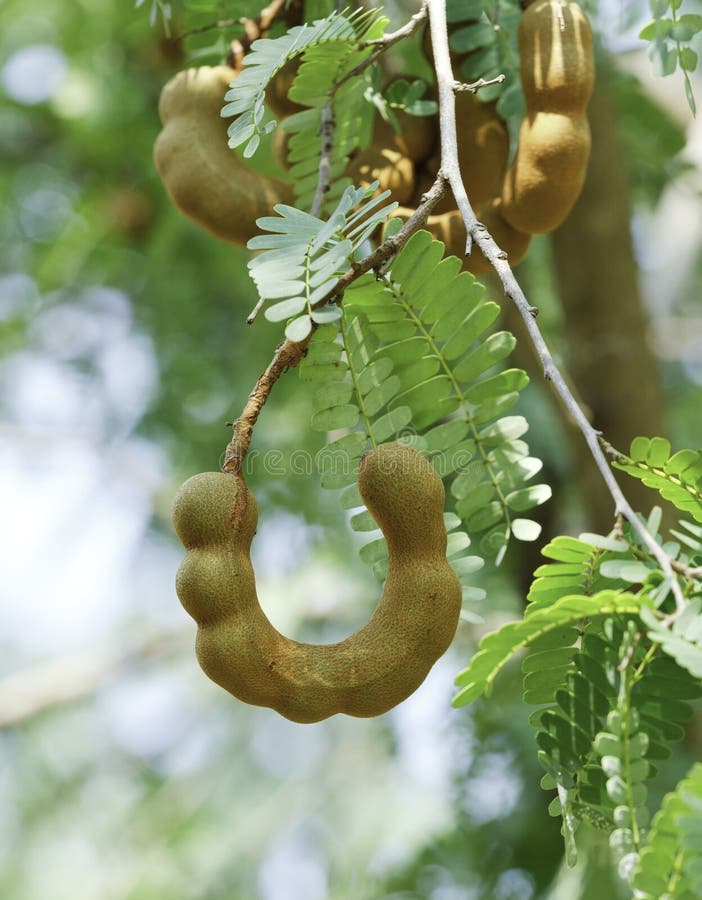 Tamarinde stock afbeelding. Image of zoet, vrucht, exotisch - 34680067