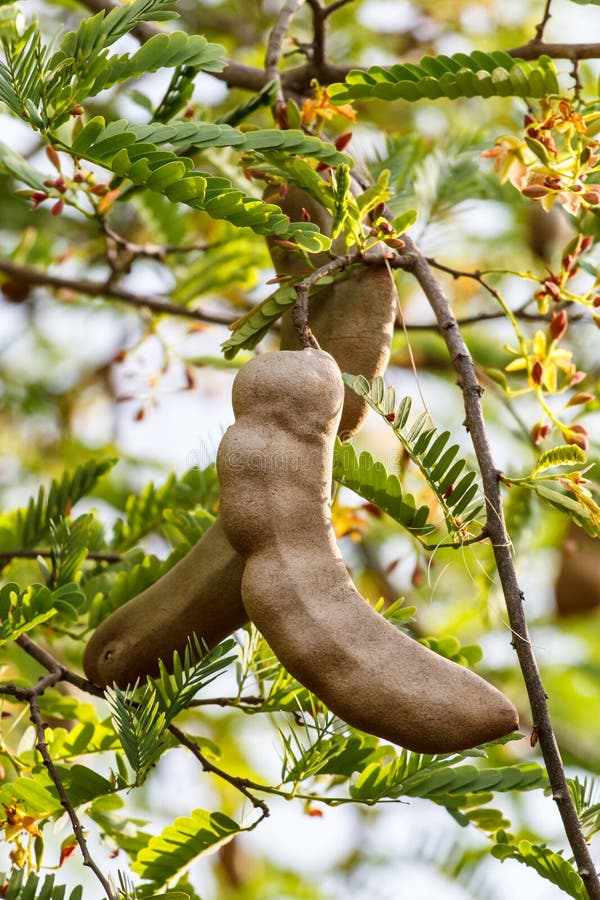 Tamarinde Auf Dem Baum Stockfotos und Bilder - Laden Sie 213 ...
