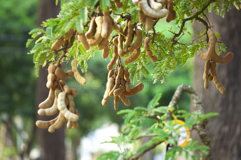 Tamarinde stock afbeelding. Image of eten, gezondheid - 51774771